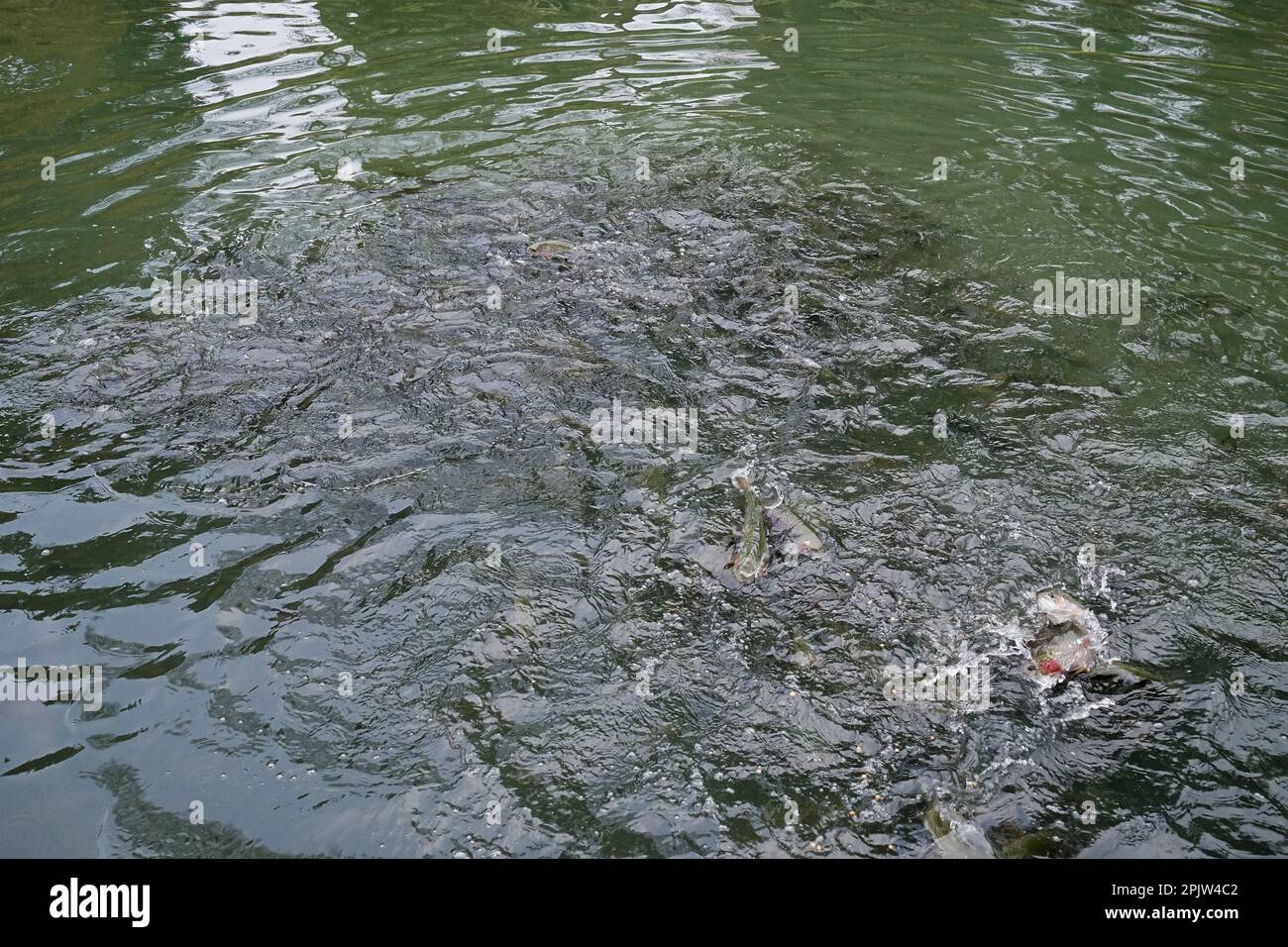 Race de truite Banque de photographies et d’images à haute résolution ...