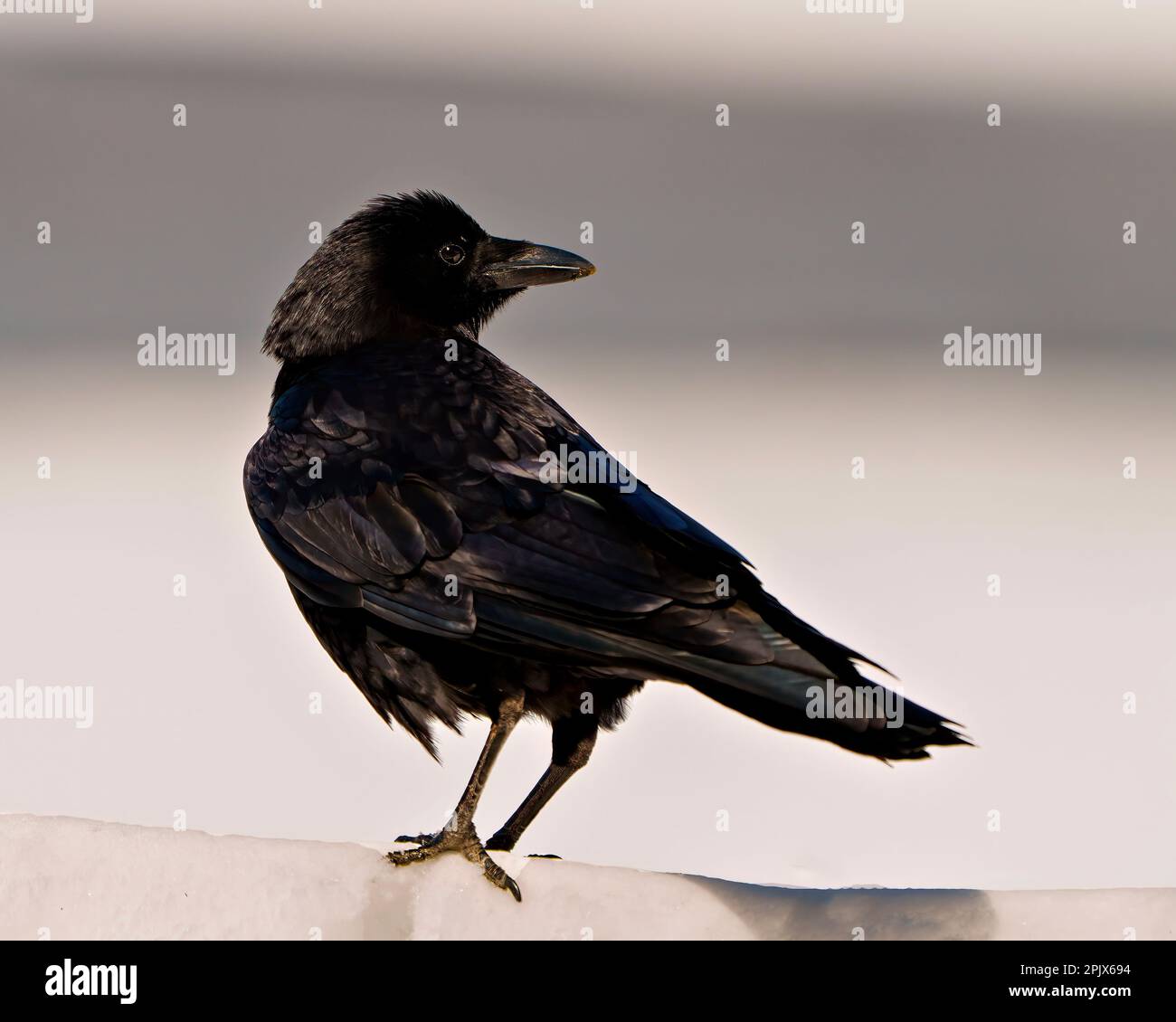 Vue rapprochée du Raven sur la neige avec un arrière-plan blanc et doux ...