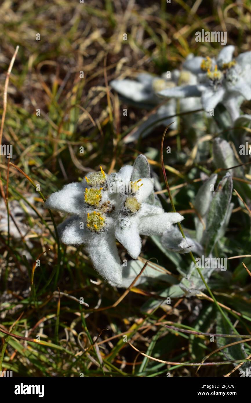 Une prairie d'edelweiss pendant une randonnée de plusieurs jours connue ...