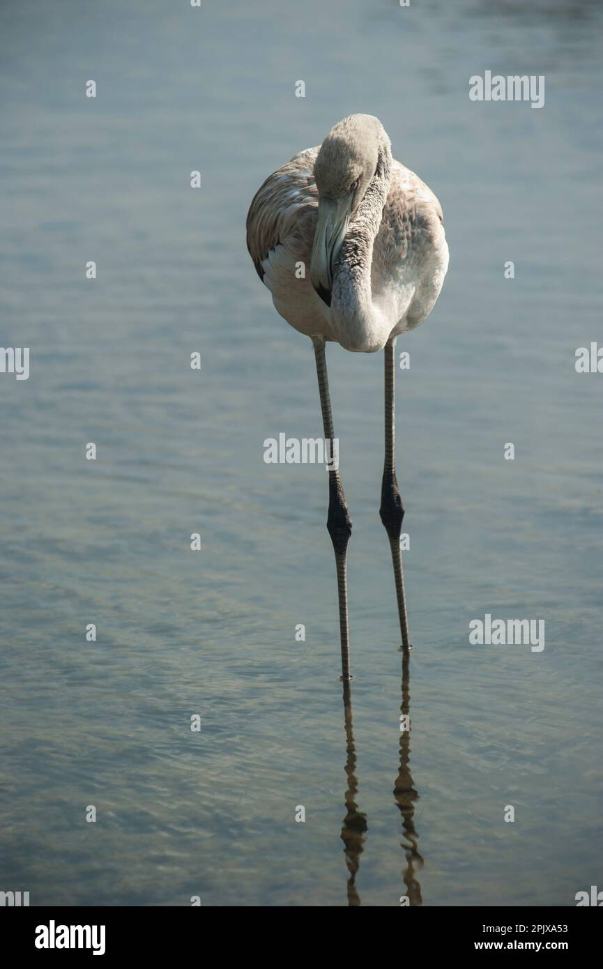 Le grand flamants roses (Phoenicopterus roseus) est l'espèce la plus ...