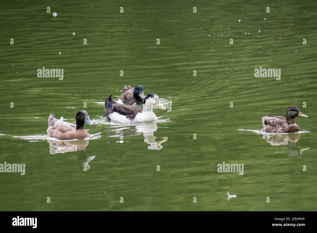 Canards de races mixtes Banque de photographies et d’images à haute ...