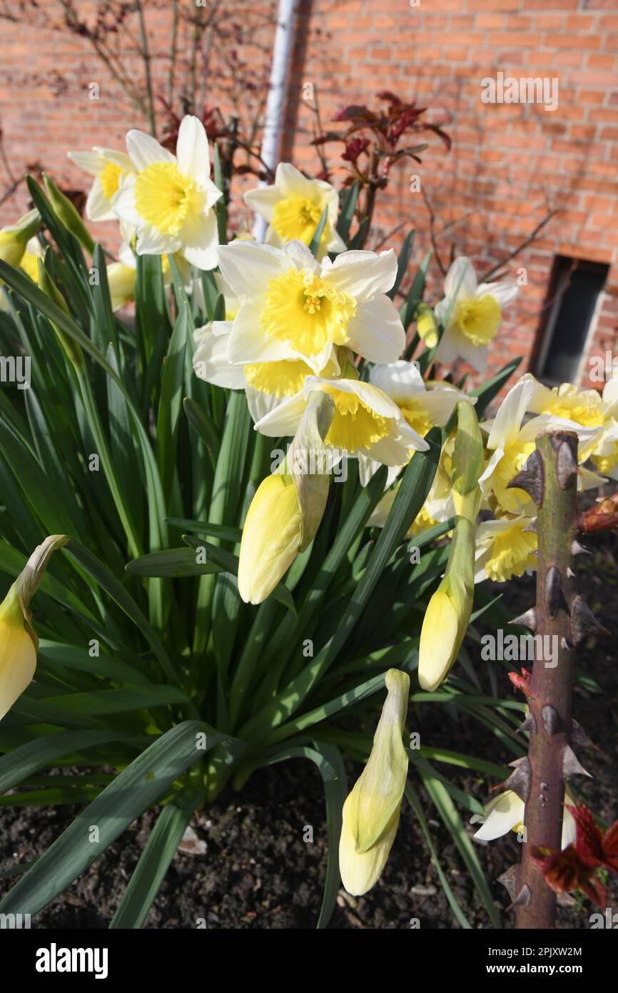 Copenhague /Danemark/04 avril 2023/plantes vertes jaune lys de pâques ...