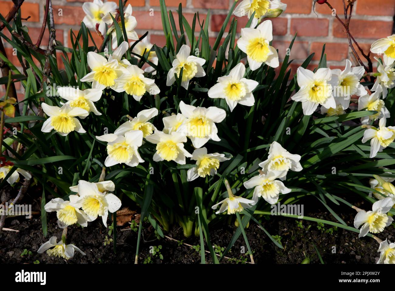 Copenhague /Danemark/04 avril 2023/plantes vertes jaune lys de pâques ...