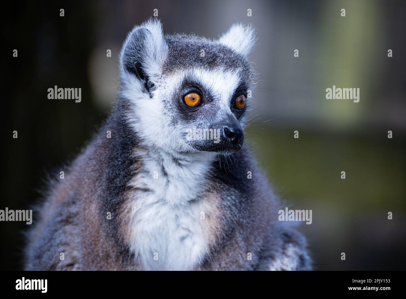 Lemur with big eyes Banque de photographies et d’images à haute ...