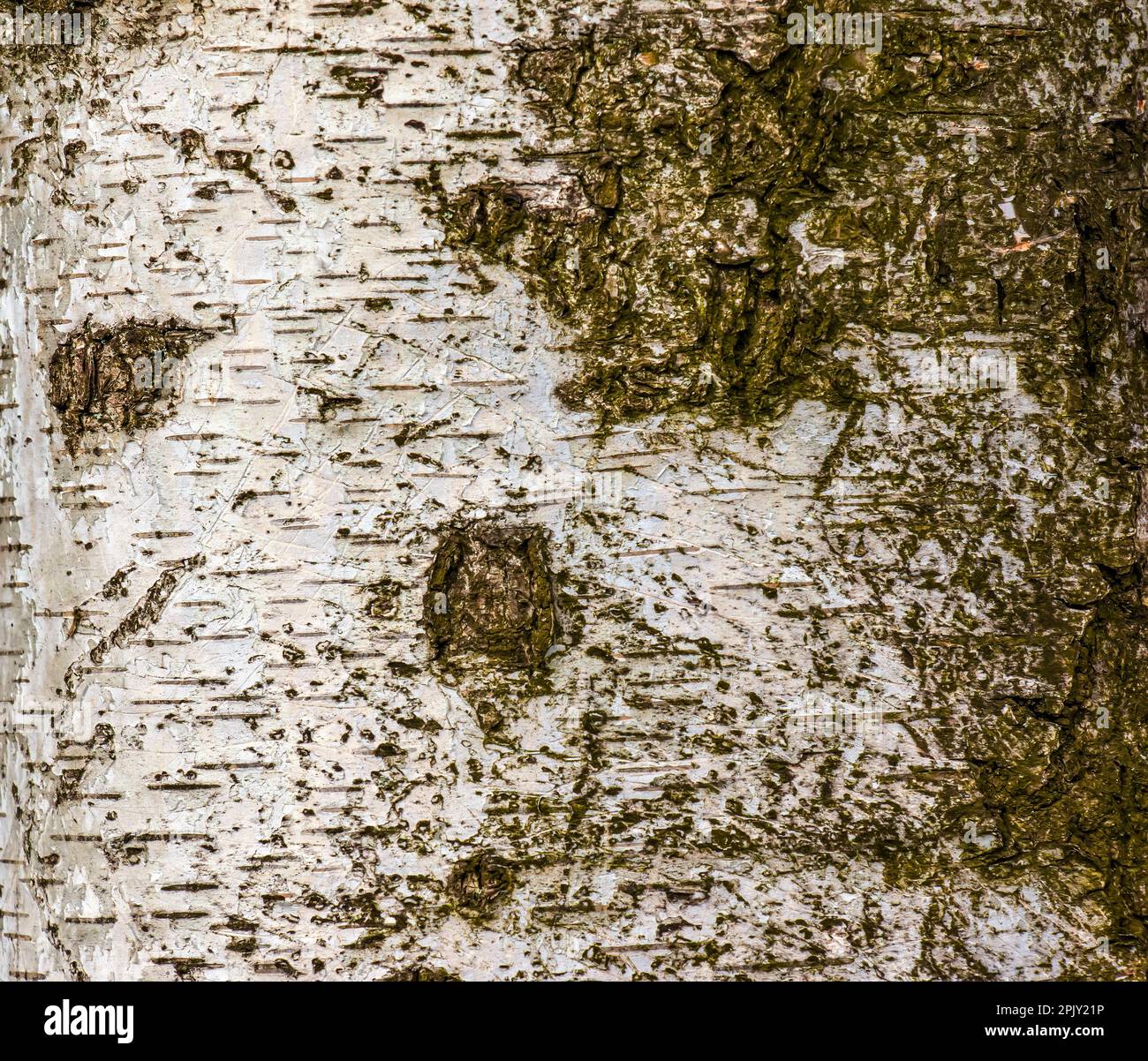 Texture écorce de bouleau. La texture de l'écorce de bouleau. Arrière ...