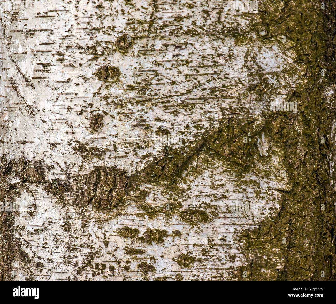 Texture écorce de bouleau. La texture de l'écorce de bouleau. Arrière ...