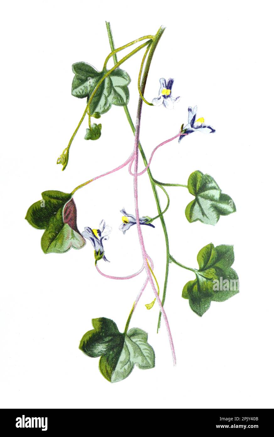 Fleur de lin à feuilles de lierre ou de crapaud. Fleur de cymbalaria ...
