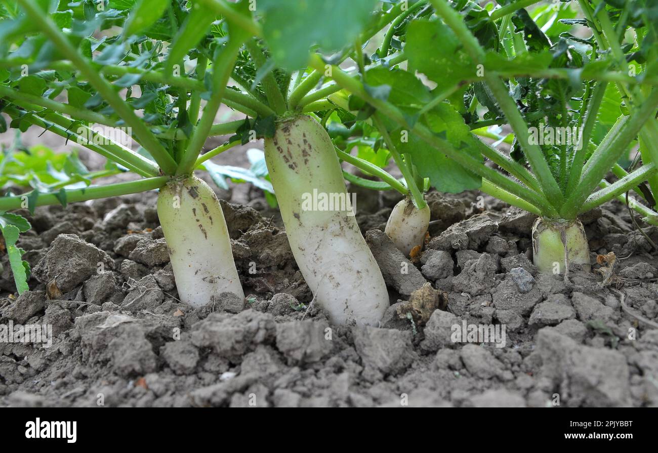 Culture végétale le radis Daikon pousse en terre ouverte organique ...