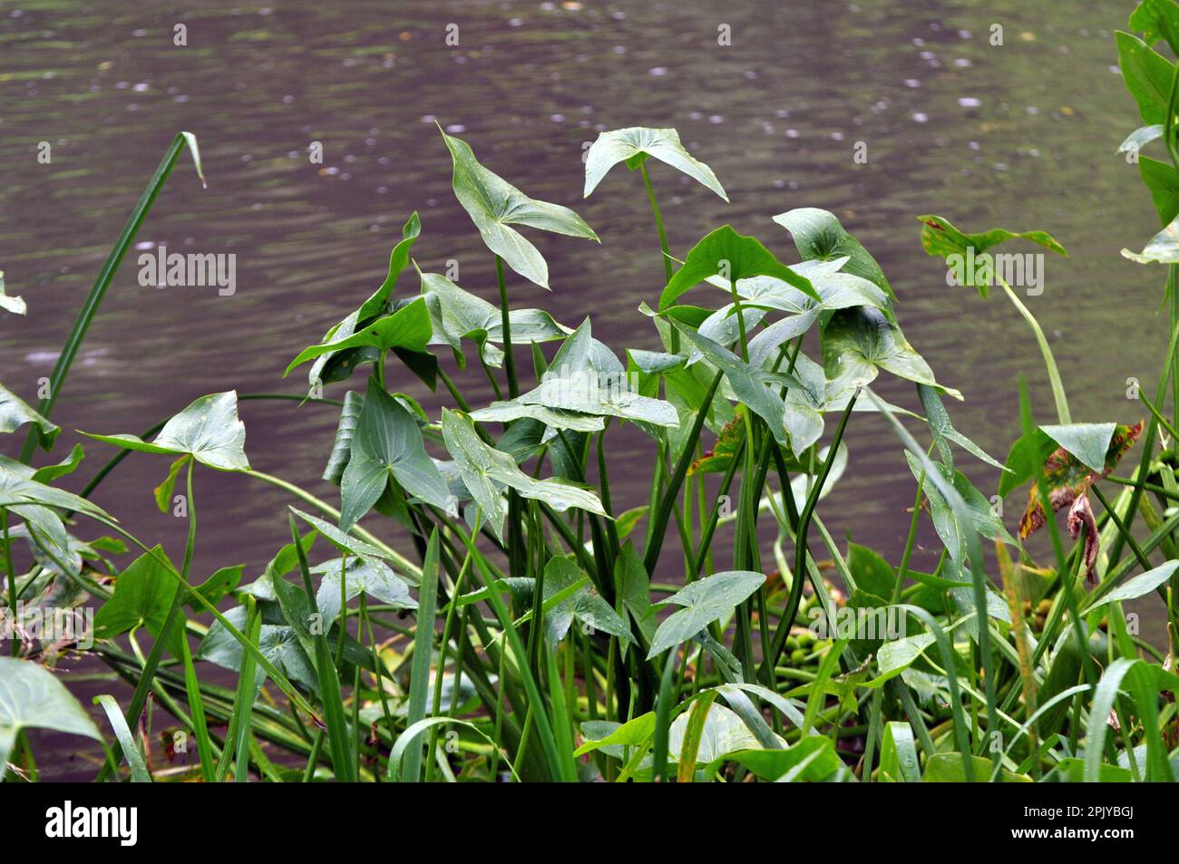 La plante aquatique sauvage Sagittaria sagittifolia pousse dans l'eau à ...