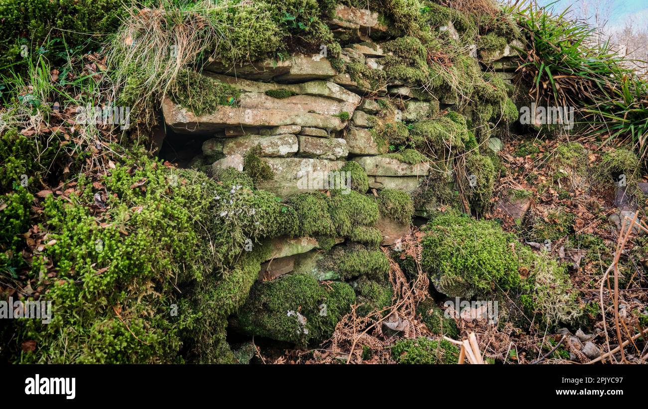 Dun robin Banque de photographies et d’images à haute résolution - Alamy