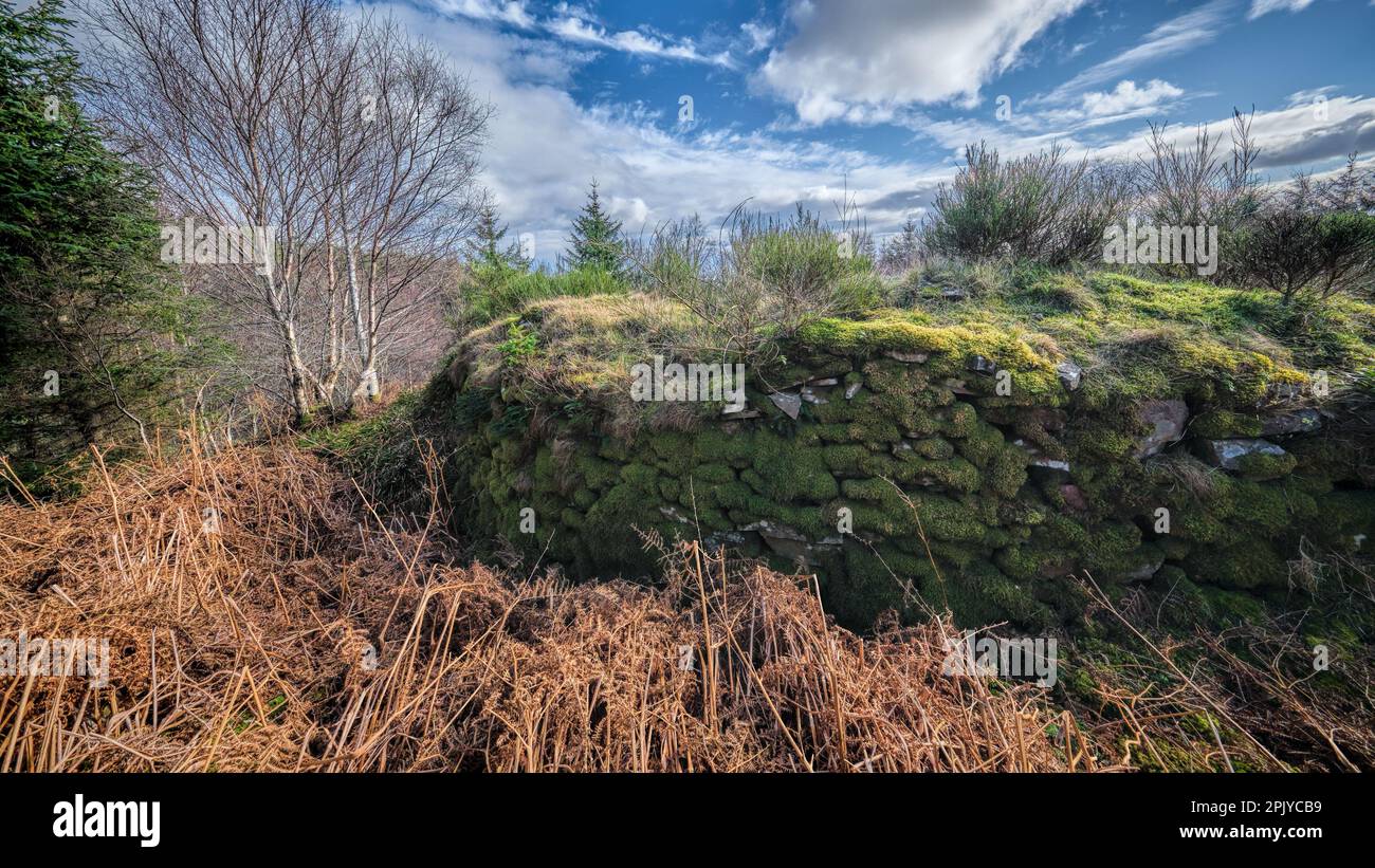 Dun robin Banque de photographies et d’images à haute résolution - Alamy