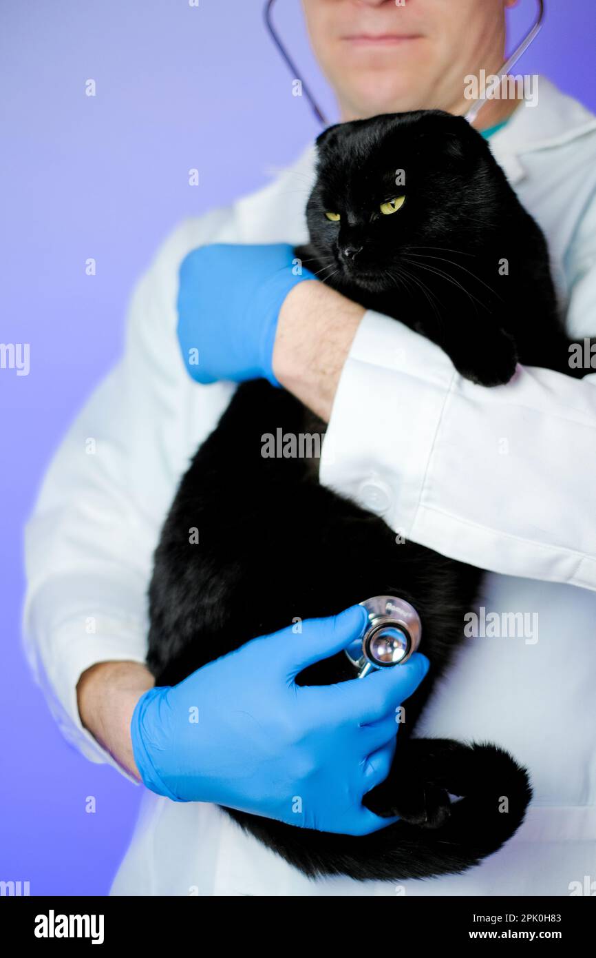 Santé du chat.procédures vétérinaires pour les chats.examen d'un chat ...
