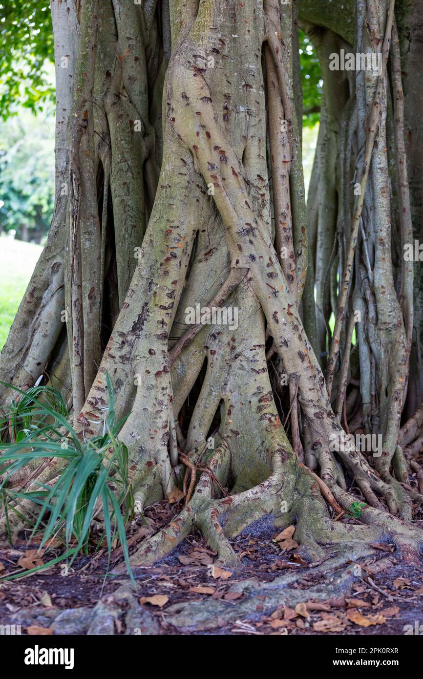 Banyan trees Banque de photographies et d’images à haute résolution - Alamy