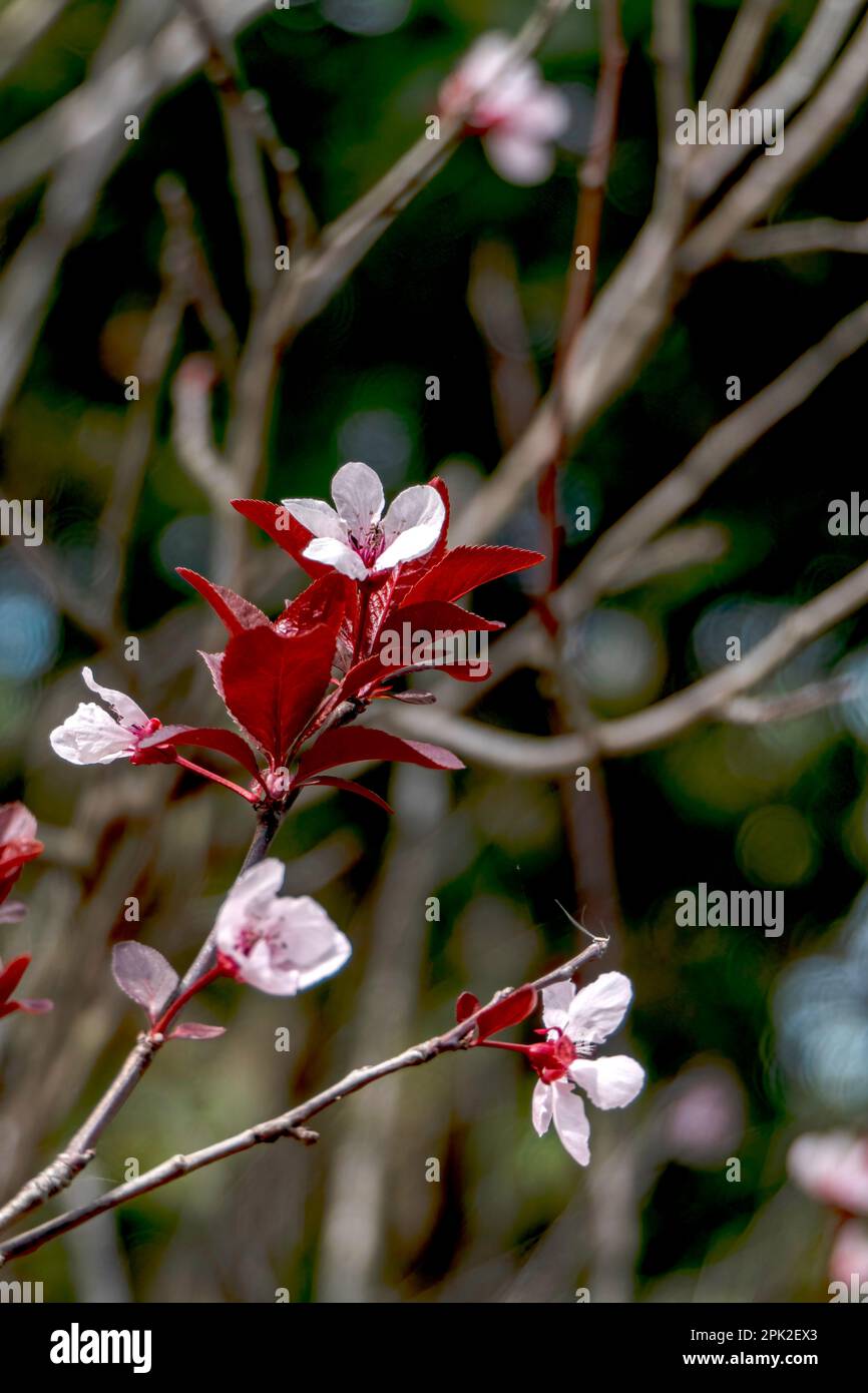 Prunus pisardi Banque de photographies et d’images à haute résolution ...