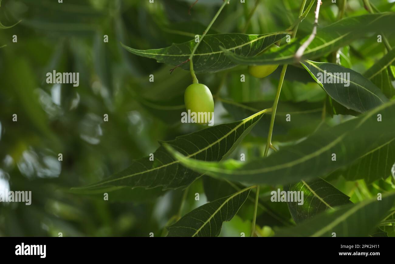 Neem azadirachta indica Banque de photographies et d’images à haute ...