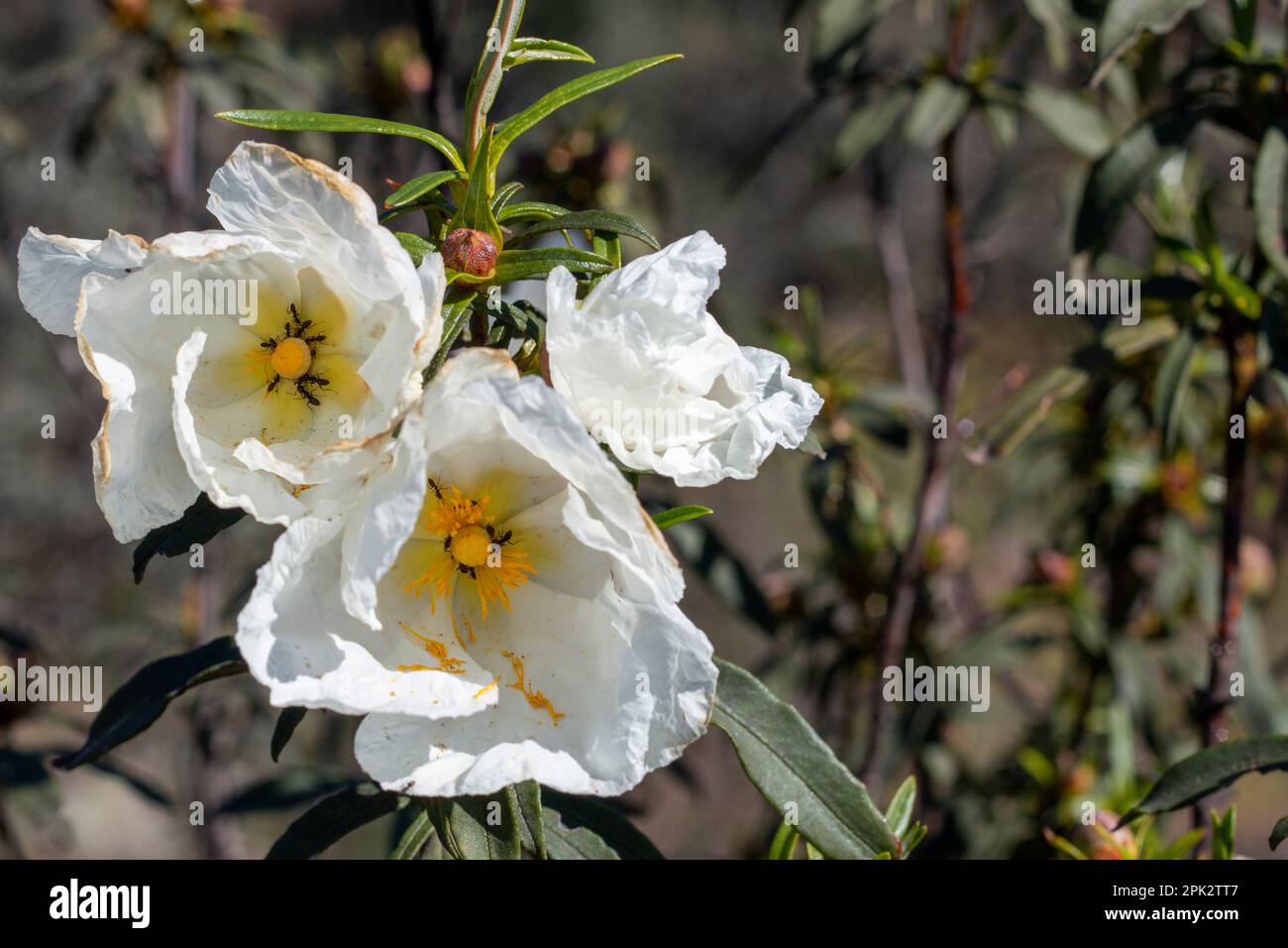 La fleur de Jara, blanche ou avec ses taches de sang, dans certains ...
