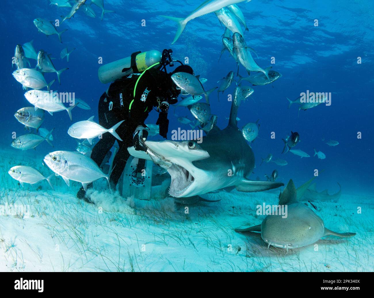 Un PHOTOGRAPHE COURAGEUX a nourri des requins-marteaux à la main pour ...