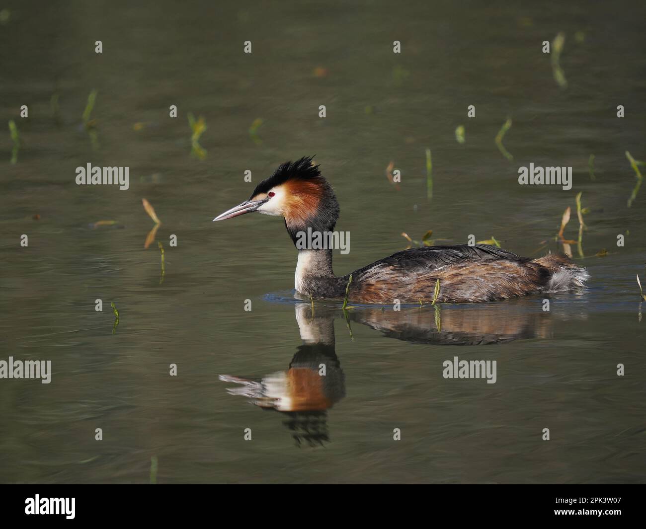 Le plumage nuptial comprend un bec rose Banque de photographies et d ...