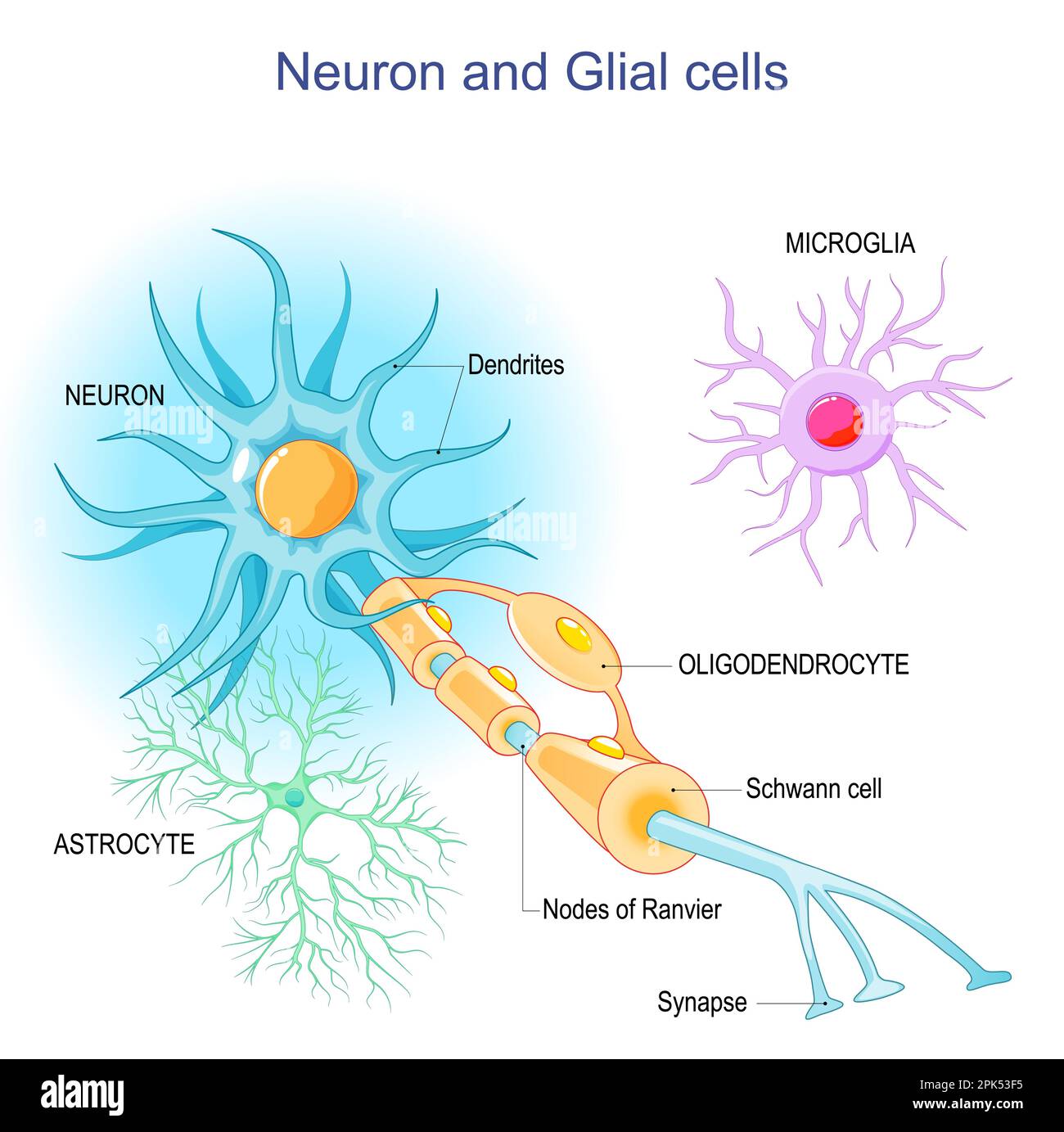 Structure d'un neurone Banque d'images vectorielles - Alamy