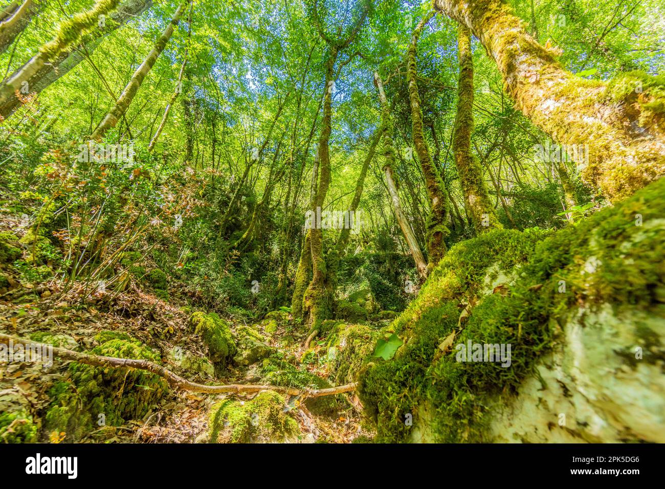 Photos d'une randonnée dans une forêt dense et verte le long d'un lit ...
