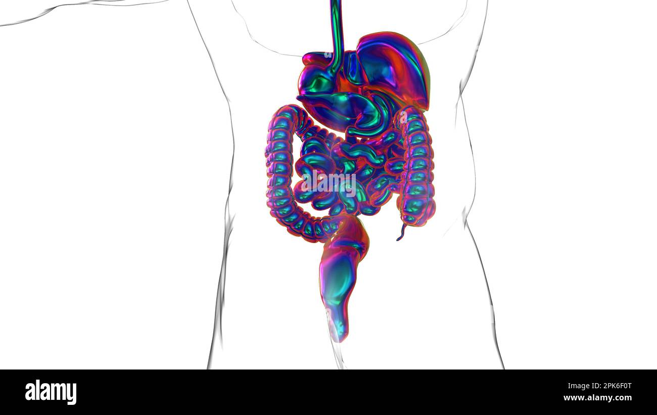 Anatomie du système digestif humain pour l'illustration du concept ...