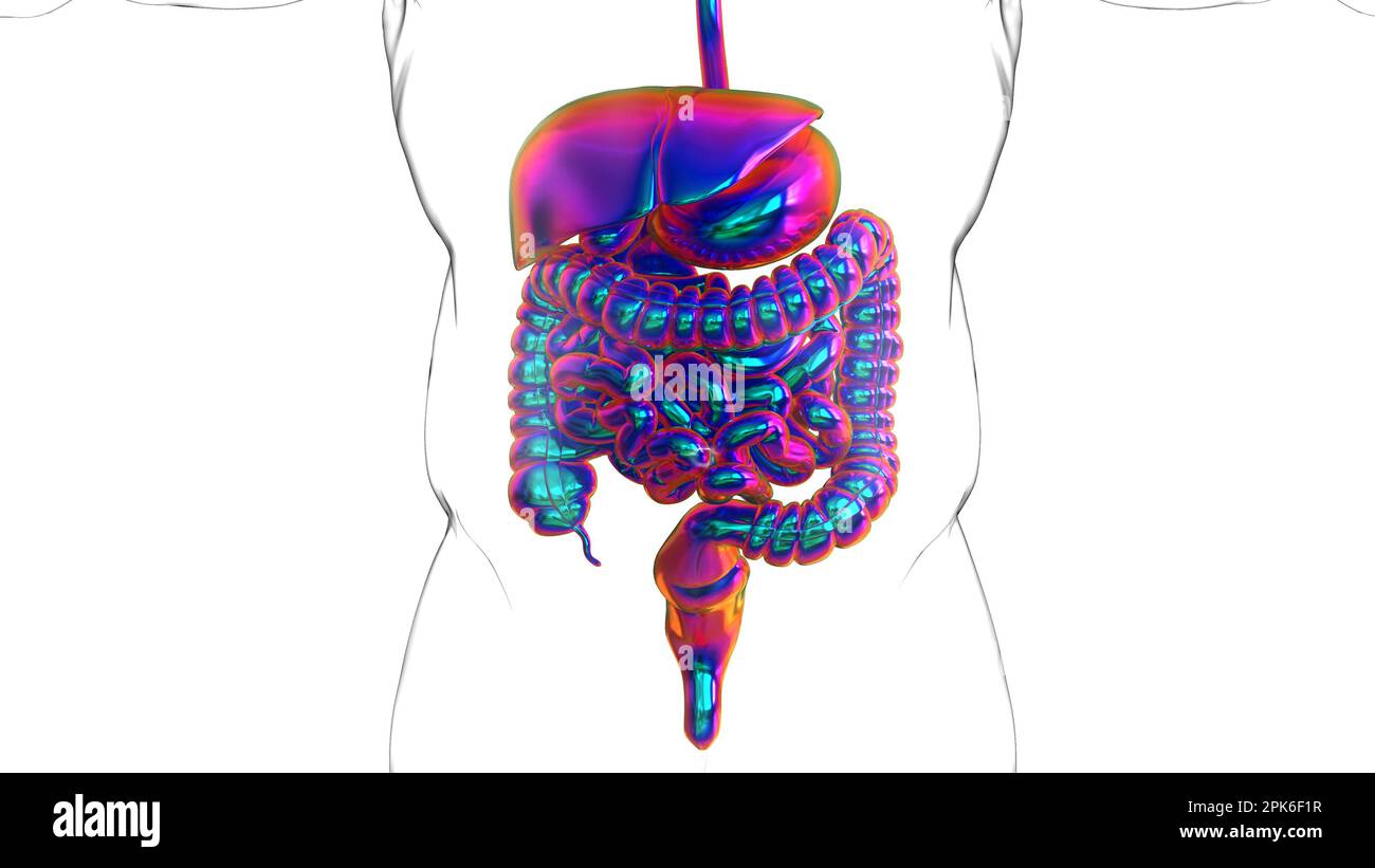 Anatomie du système digestif humain pour l'illustration du concept ...