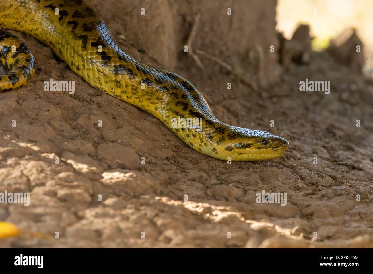 Une anaconda jaune (Eunectes notaeus) au sol près de Porto Jofre dans ...