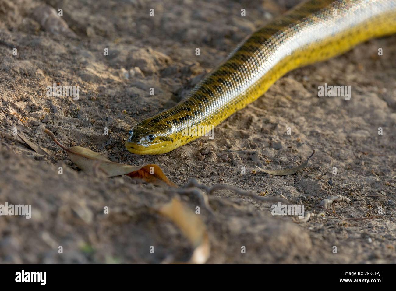 Anaconda snake serpent constrictor head Banque de photographies et d ...