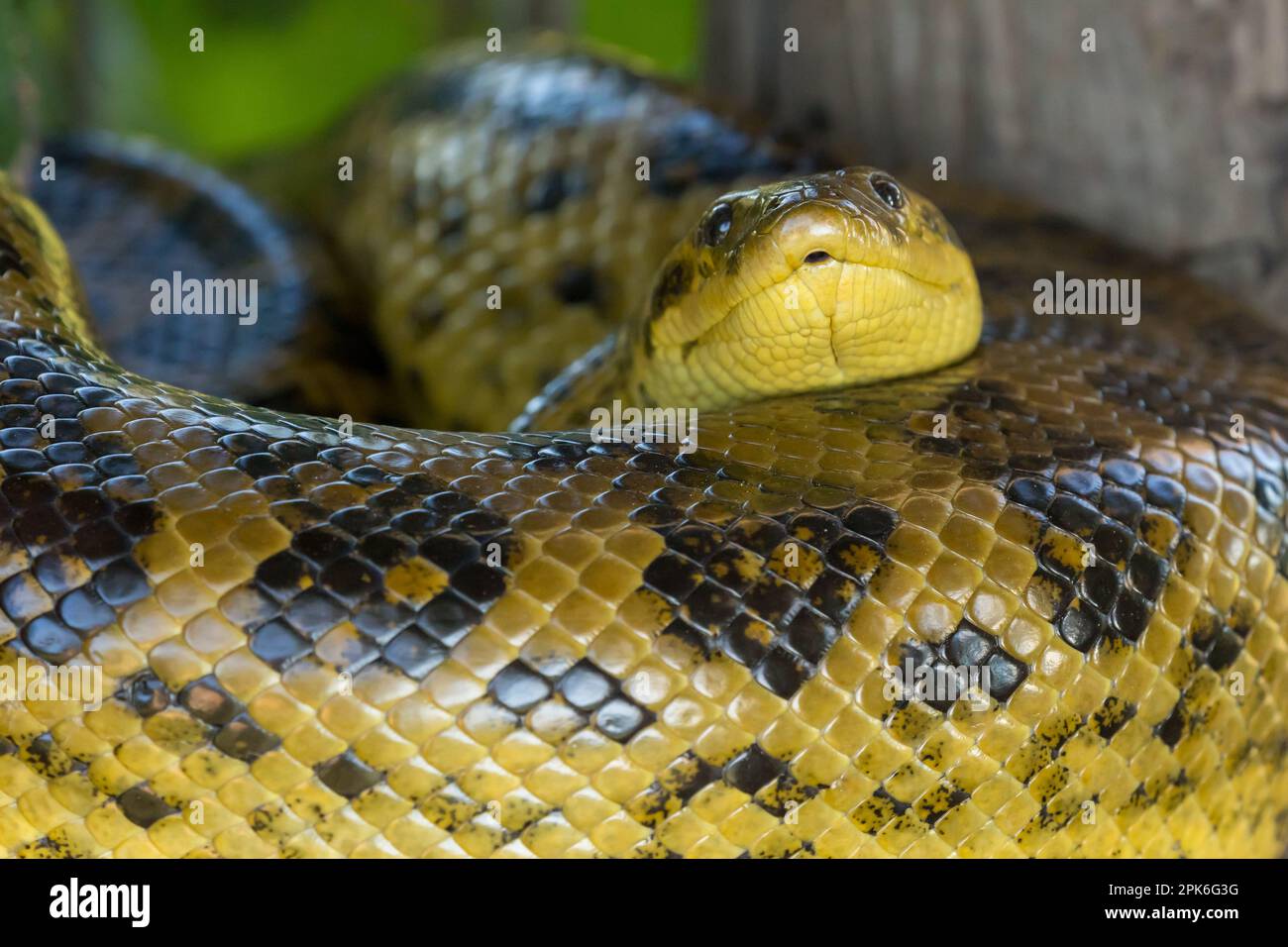 Anaconda snake serpent constrictor head Banque de photographies et d ...