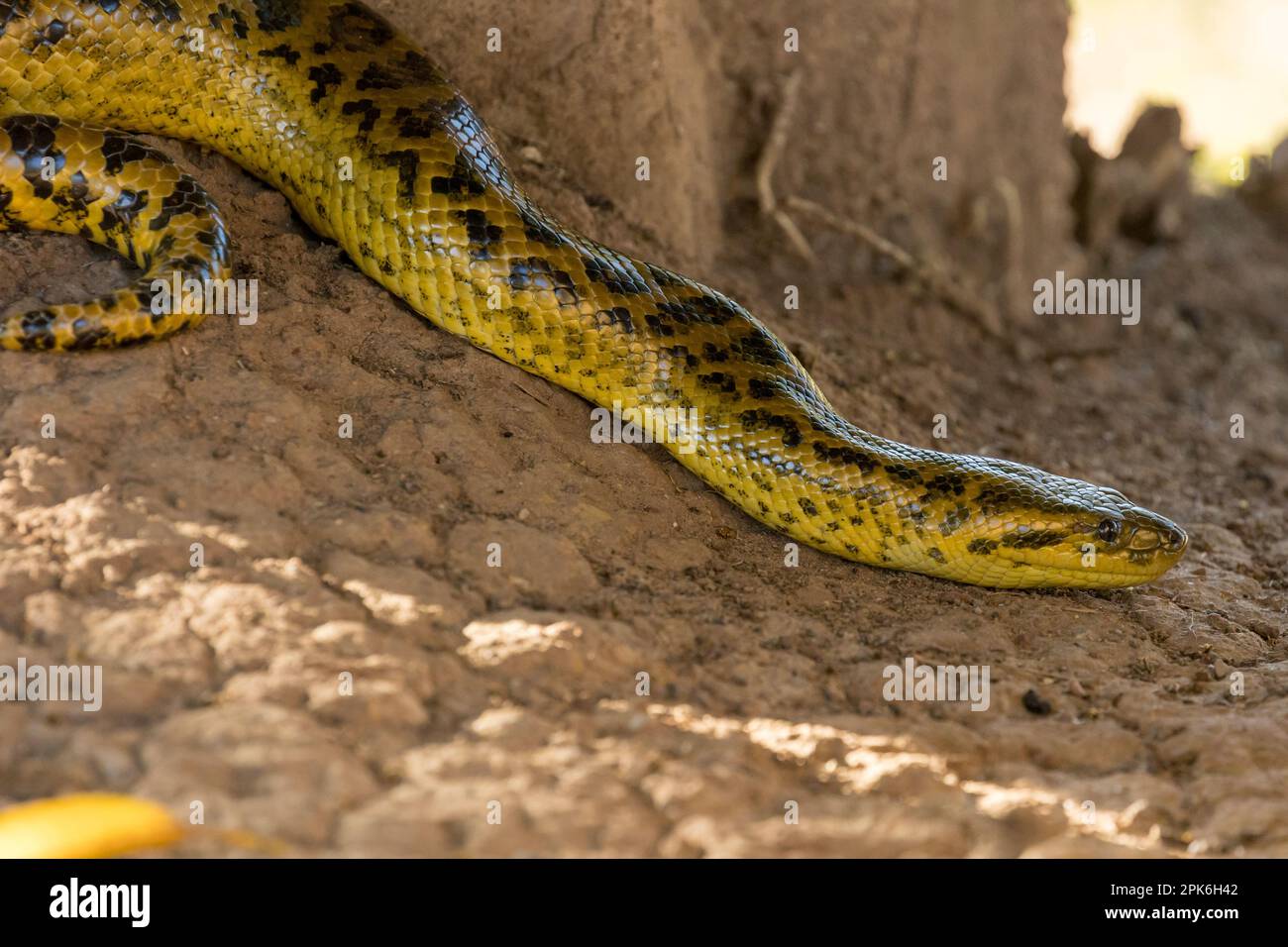 Anaconda snake serpent constrictor head Banque de photographies et d ...