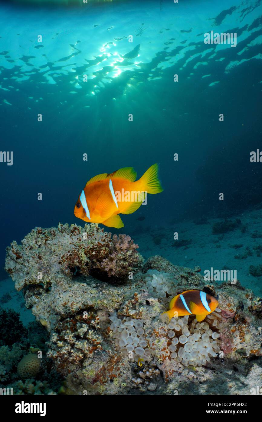Paire de poissons-clowns rouges (Amphiprion bicinctus) dans la lumière ...