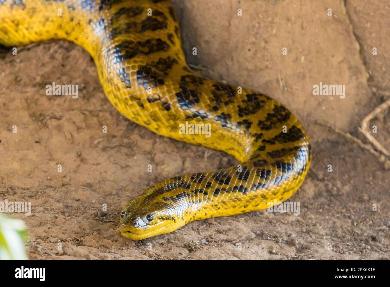 Anaconda snake serpent constrictor head Banque de photographies et d ...