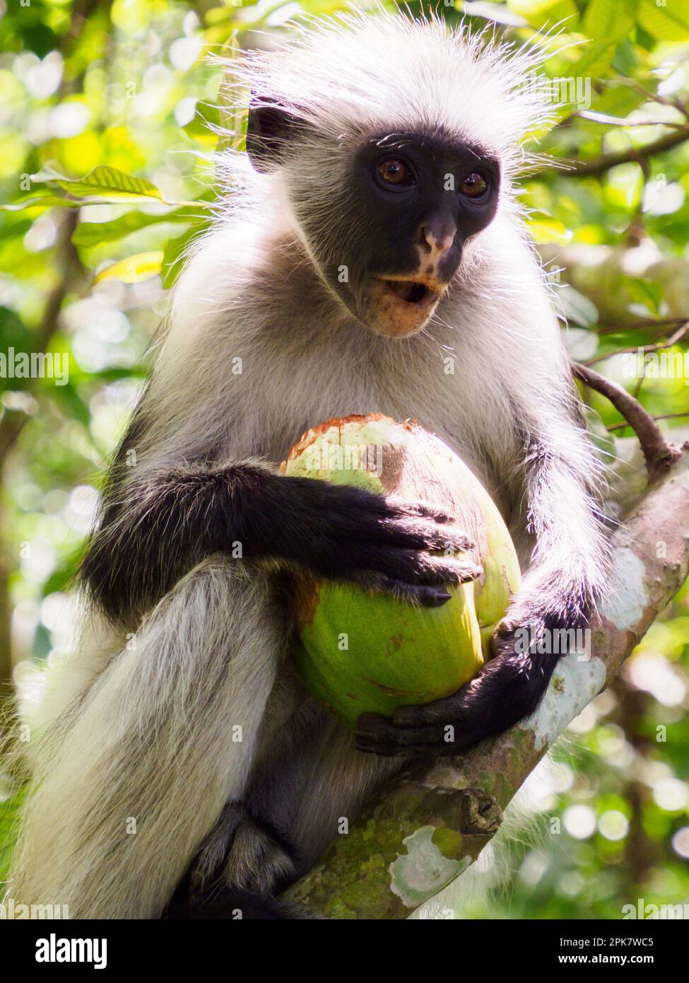 Singe colobus rouge de Zanzibar (également Piliococobus kirkii ou ...