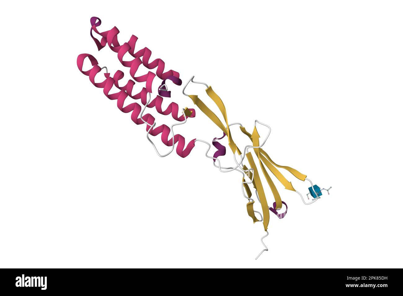 Structure cristalline de la protéine membranaire du sperme humain ...