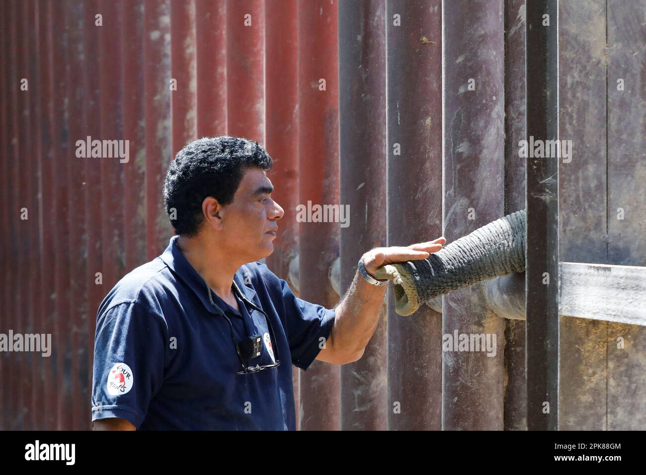 Amir Khalil, directeur du développement du projet à FOUR PAWS International calme un éléphant d ...