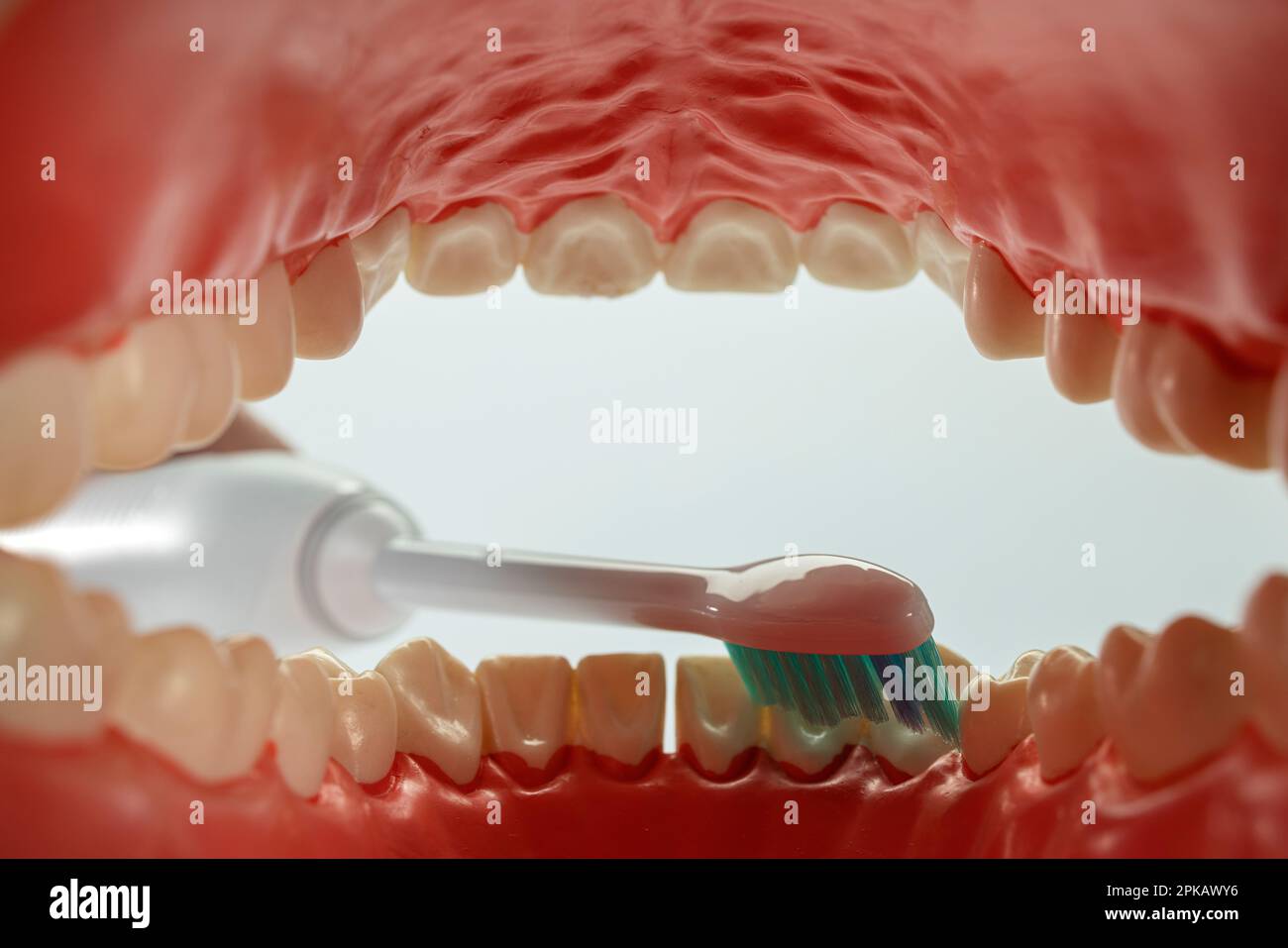Modèle d'hygiène dentaire ouvert, cavité buccale, tête de brosse à ...