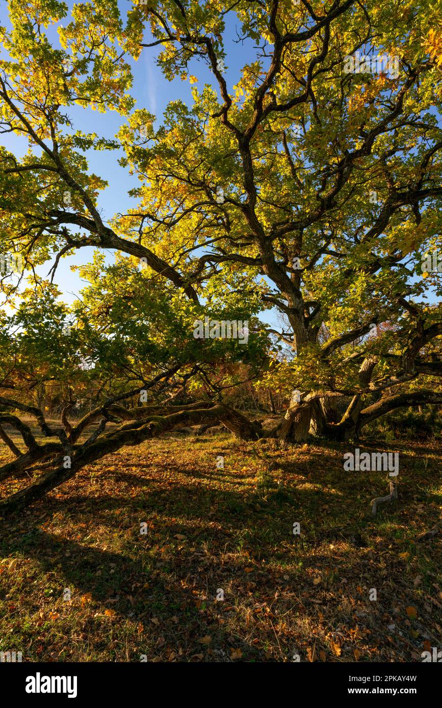 Coucher de soleil sur la forêt de heath steppe à Hohhafter Berg près de ...