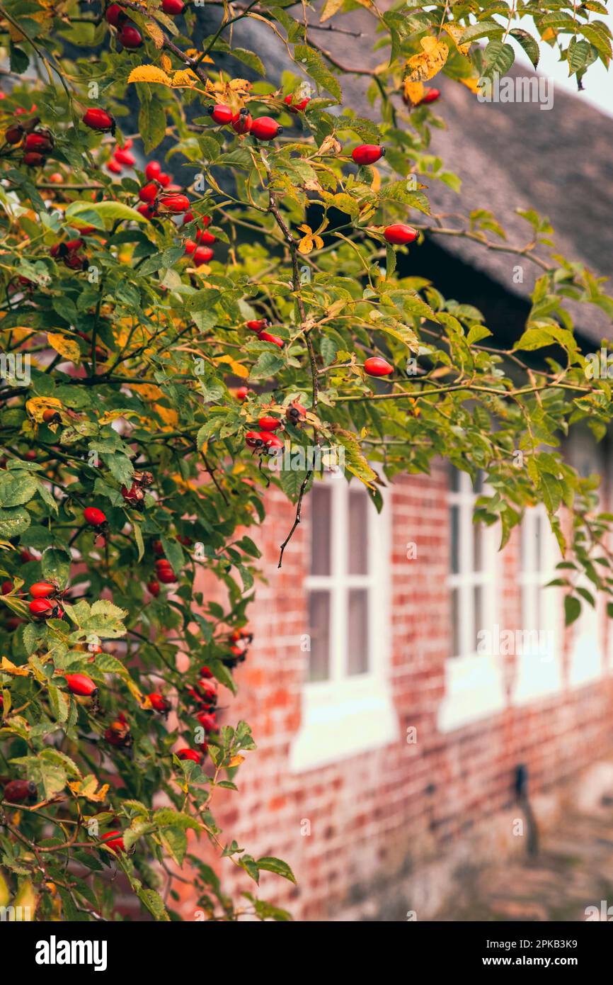 Maison en brique rustique au toit de chaume Banque de photographies et ...