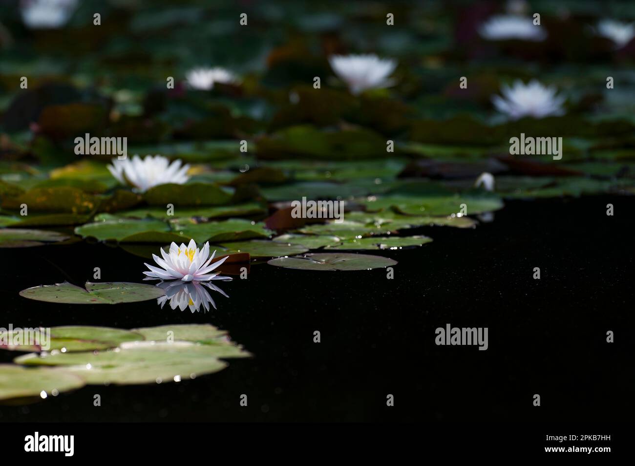 Des nénuphars, des fleurs lumineuses et des feuilles flottantes ...
