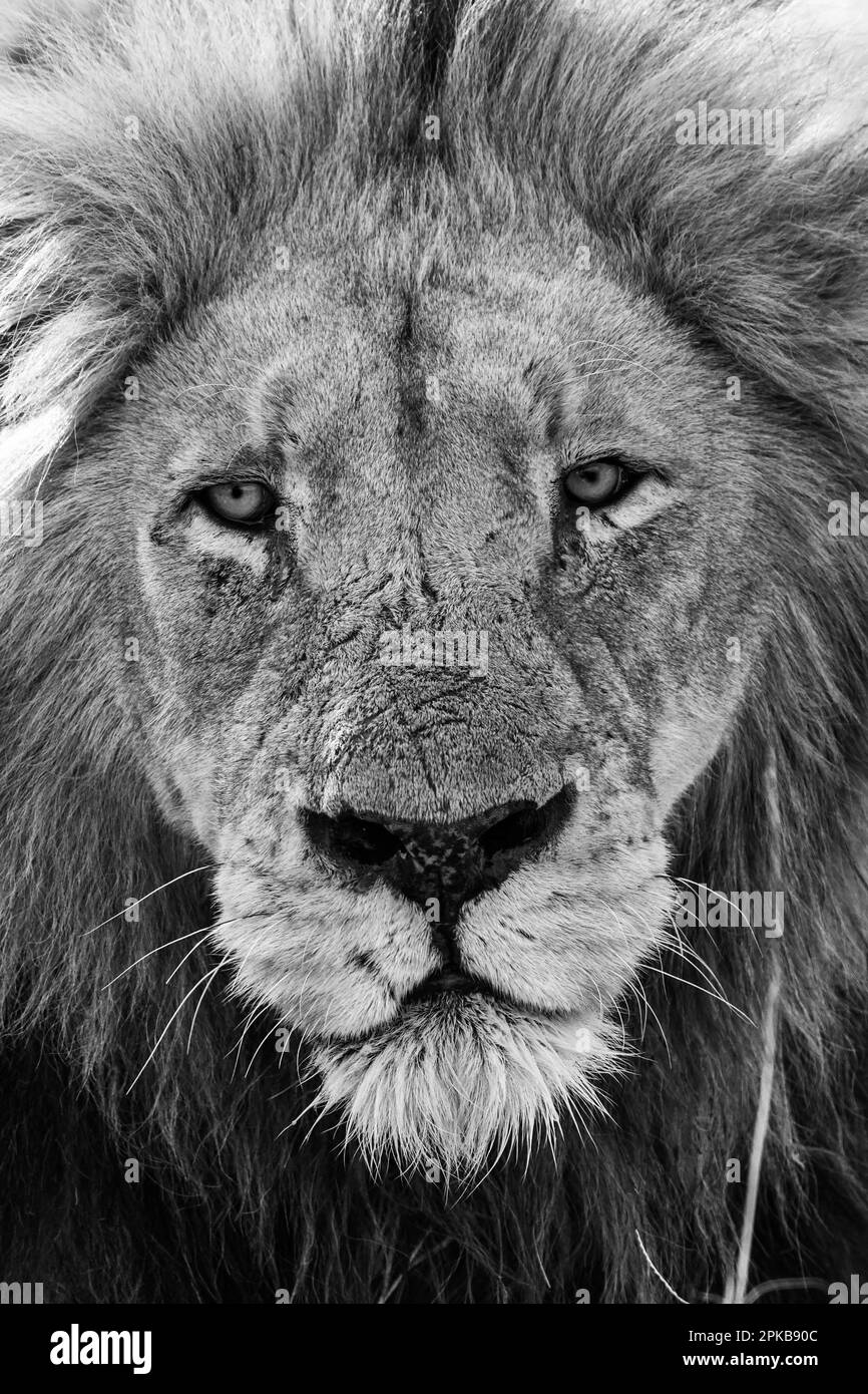 Lion zèbre Banque d'images noir et blanc - Alamy