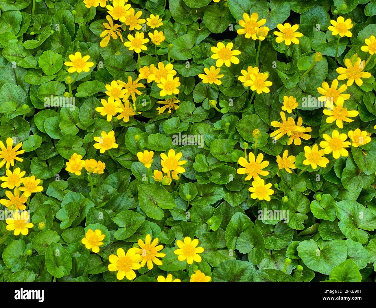 New York, États-Unis. 6th avril 2023. Des fleurs sont visibles à ...