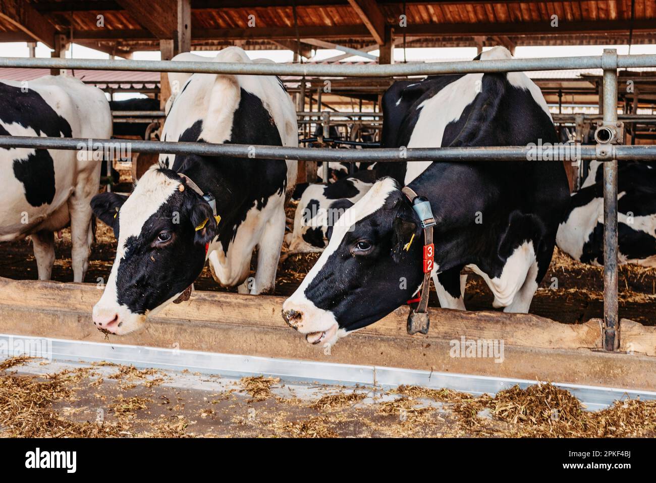 Vache de veau en cage, s'occuper de l'agriculture bio-agricole, nourrir ...