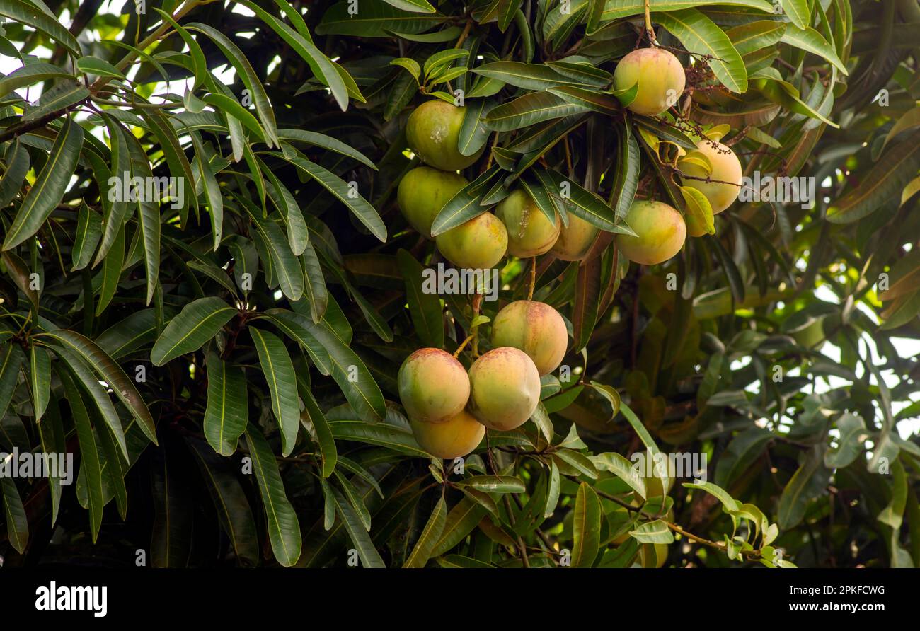 Manguier mangifera indica Banque de photographies et d’images à haute ...