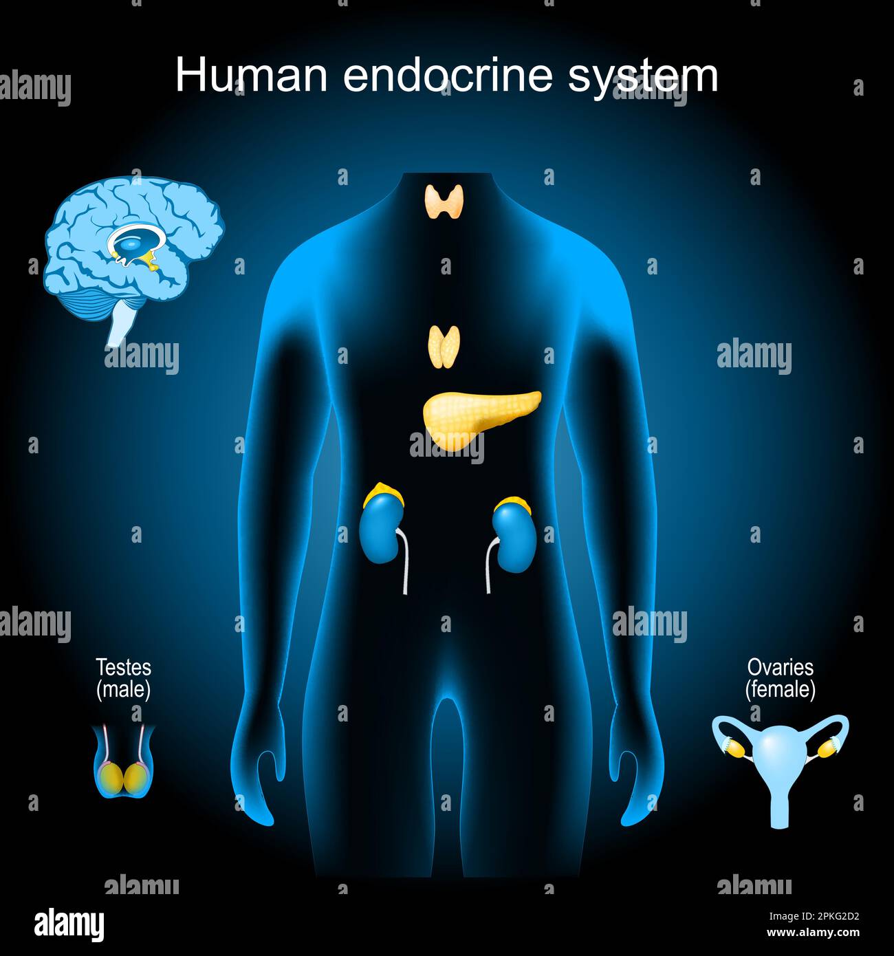 Glandes d'un système endocrinien humain. organes internes réalistes ...