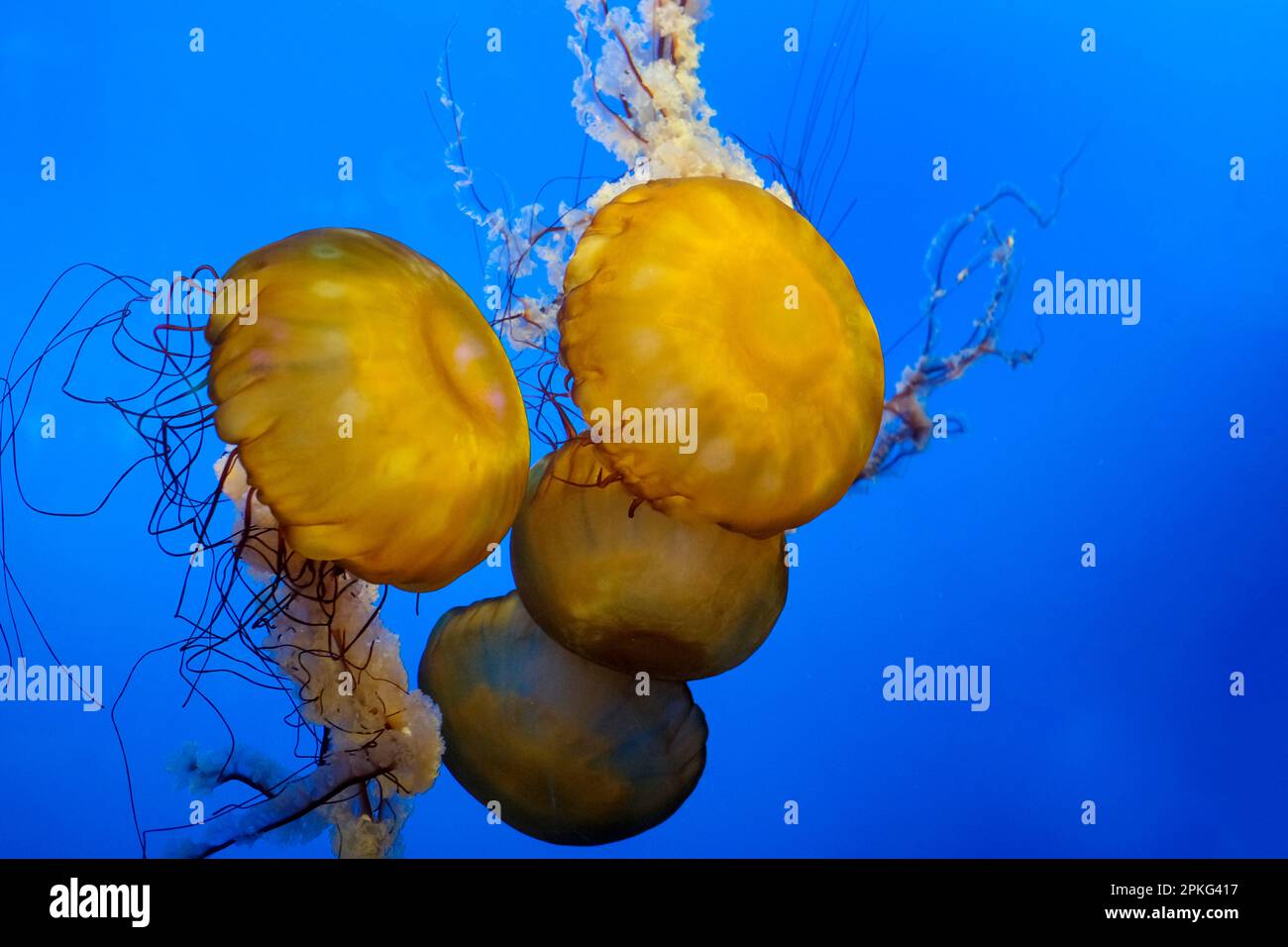 Des méduses dandinent dans l'eau bleu foncé de l'océan. La marbrure de mer japonaise, ou ...