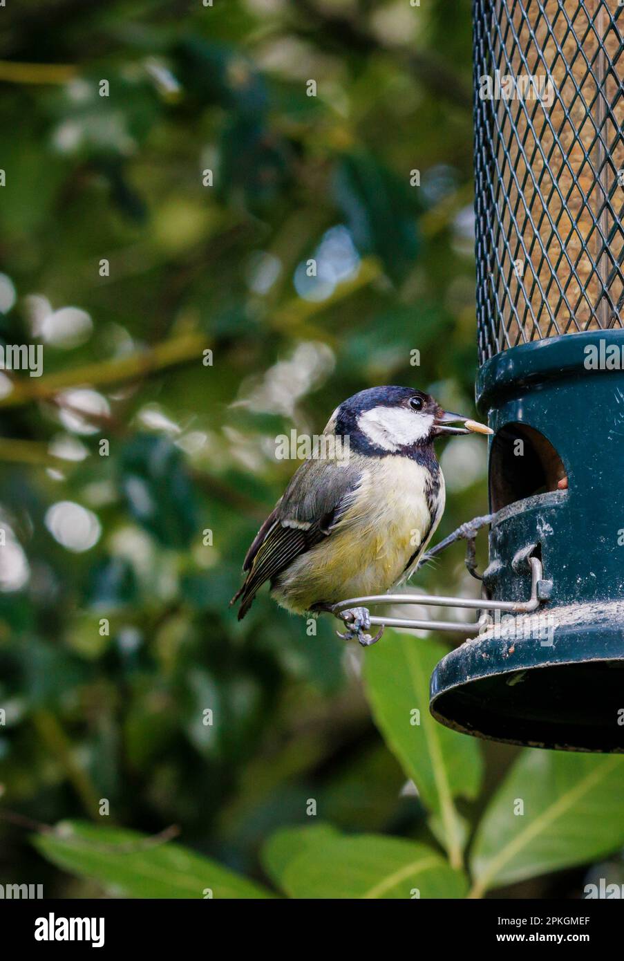 Au printemps, une grande dîme (Parus Major) se nourrit d'un mangeoire à ...