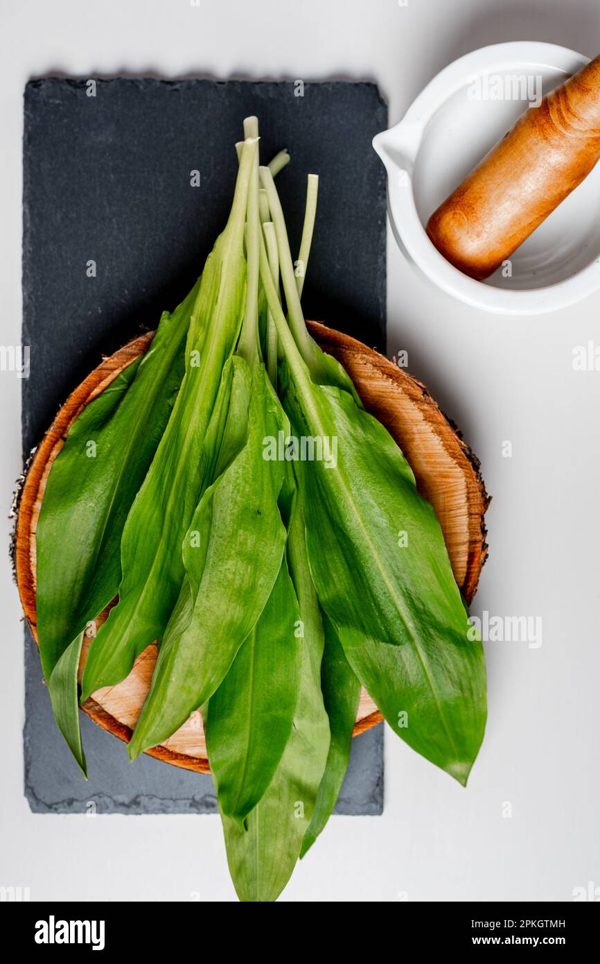 Allium ursinum, connu sous le nom d'ail sauvage, ramsons, Cowley ...