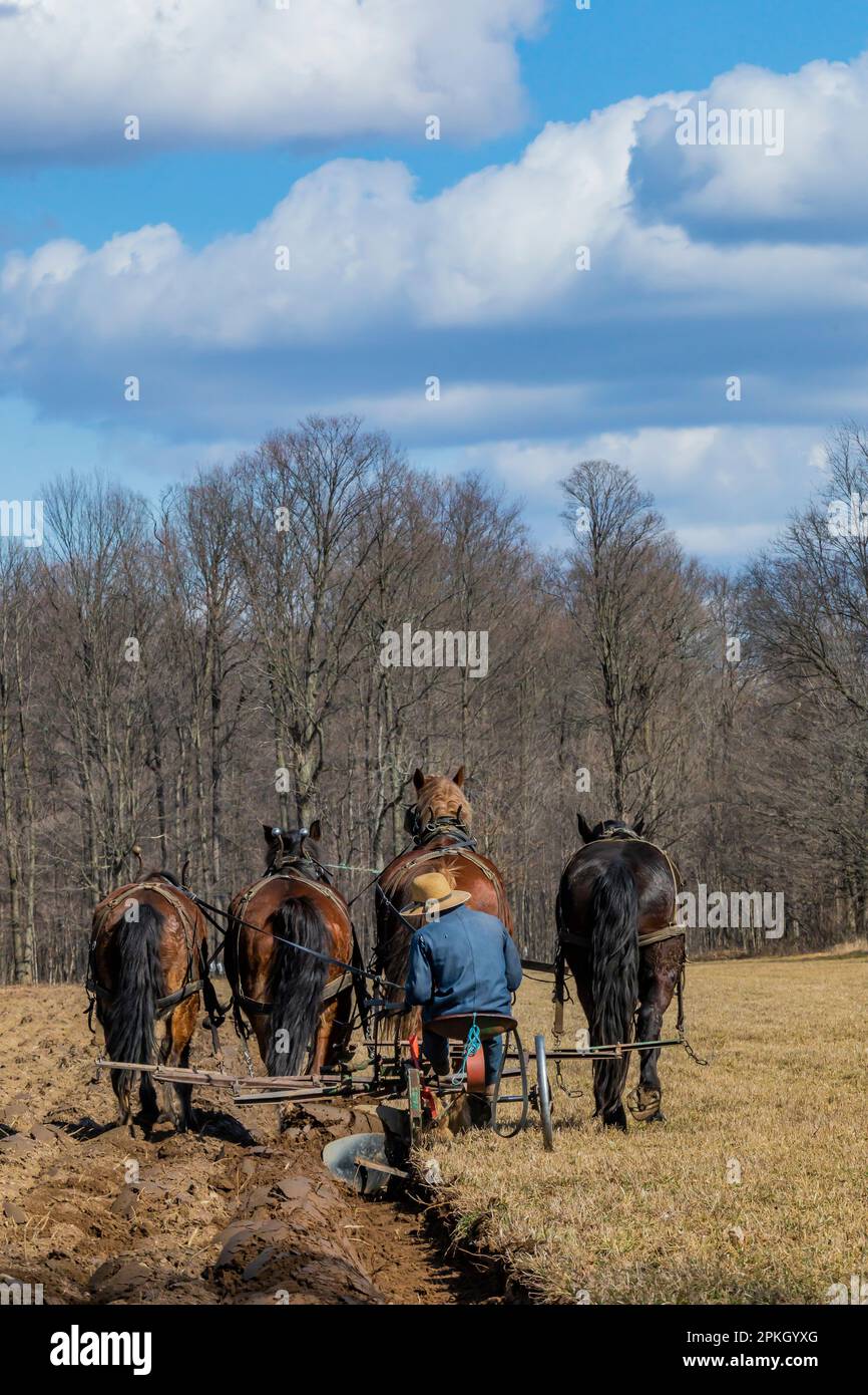 Labourage printanier avec une charrue à lame unique sur une ferme Amish ...