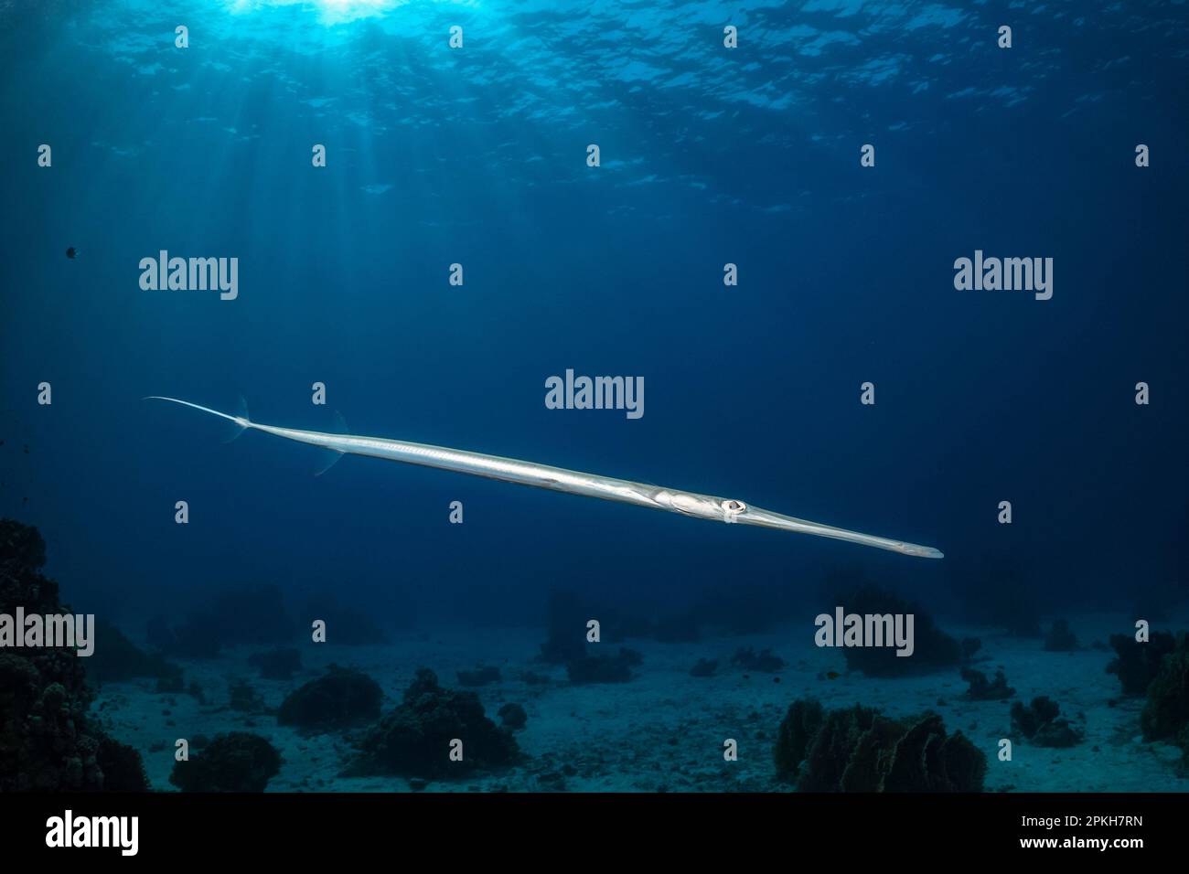 Cornetfish bleuté, Fistularia commersonii, alias cornetfish lisse ou ...