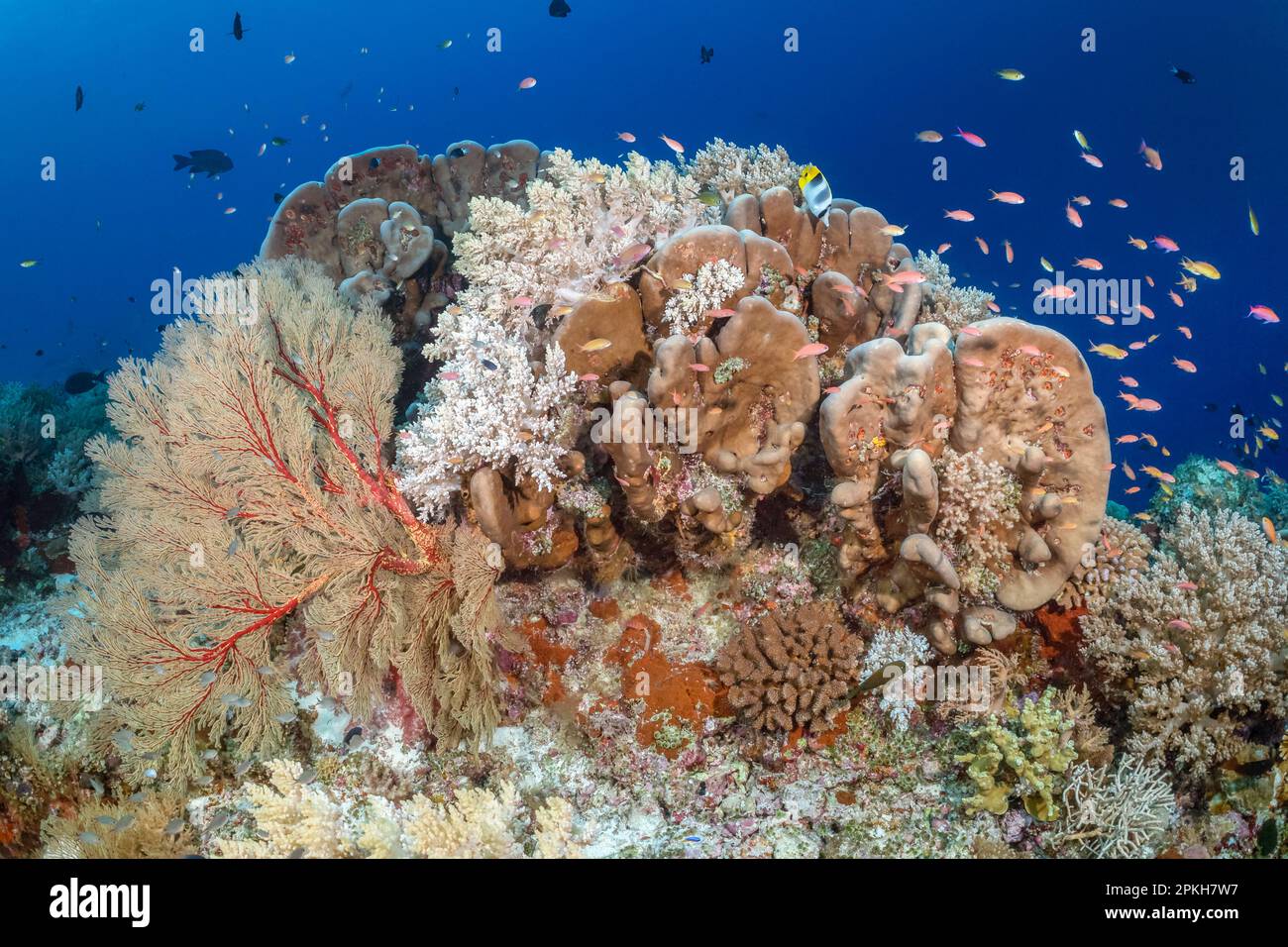 Parc naturel des récifs de tubbataha Banque de photographies et d ...